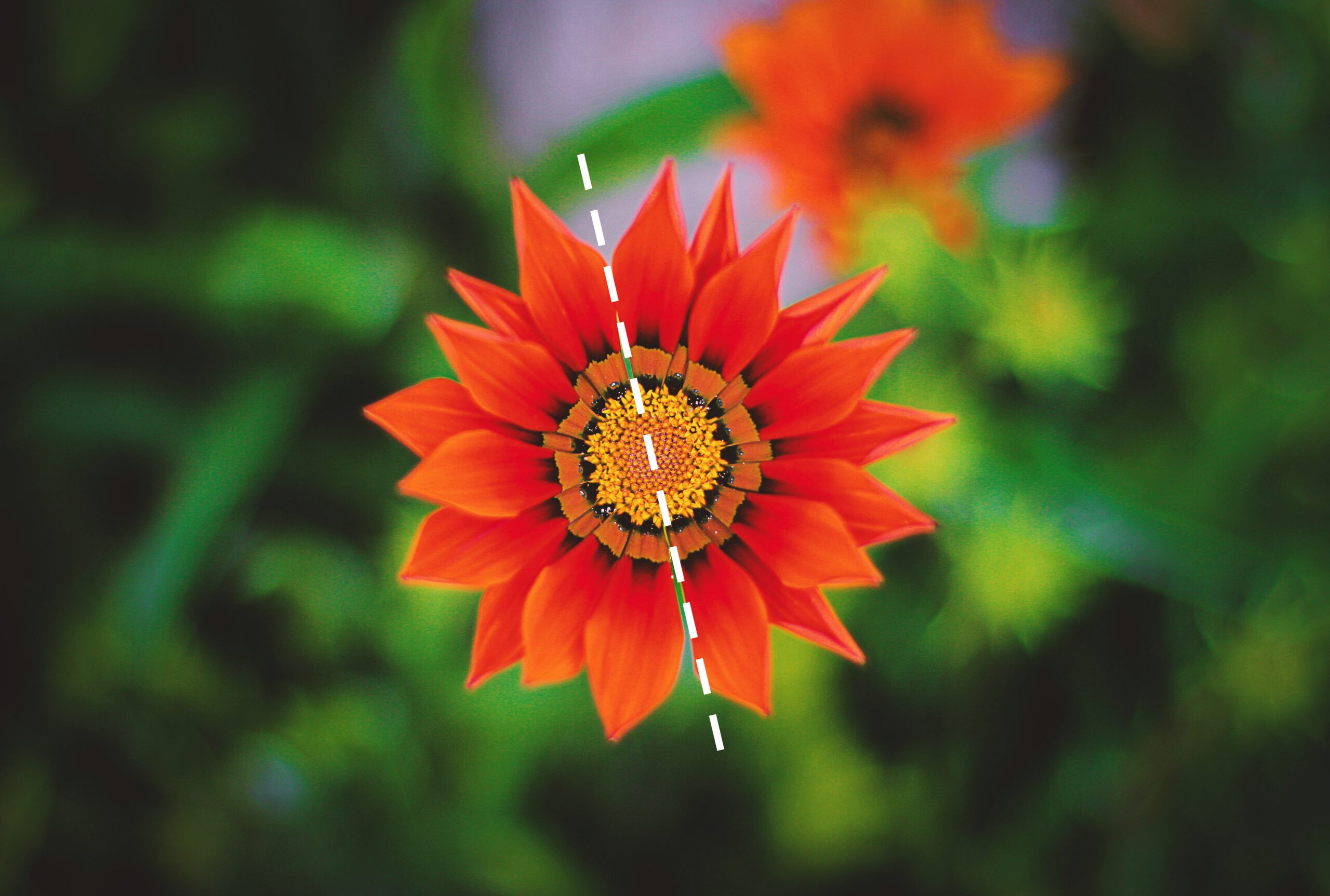 Symmetry, by Dr. Joan A. Cotter | RightStart Classroom